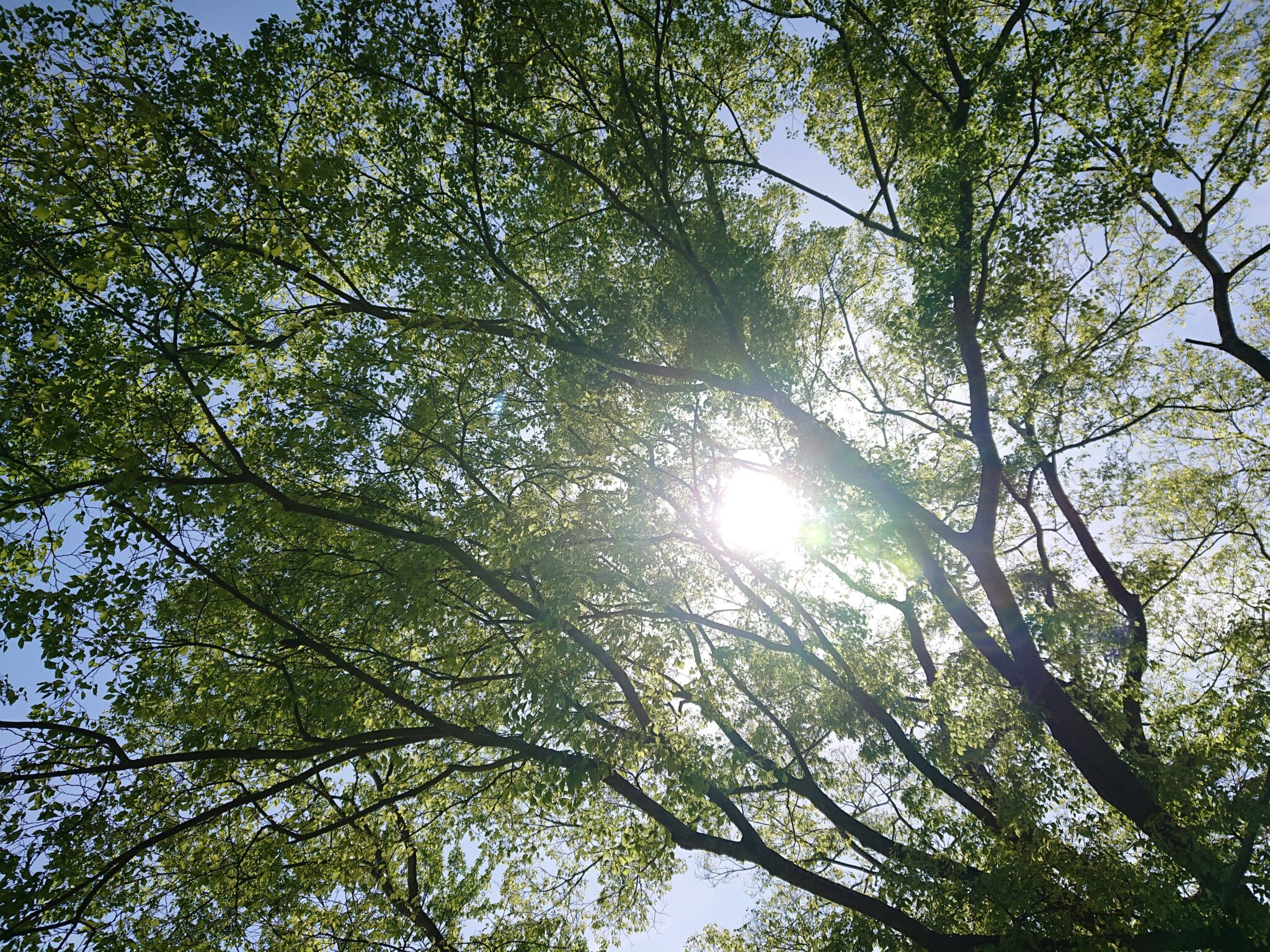 【無料フリー素材】写真AC（photoAC）を利用する際の5つのポイントとは？ | Better Life